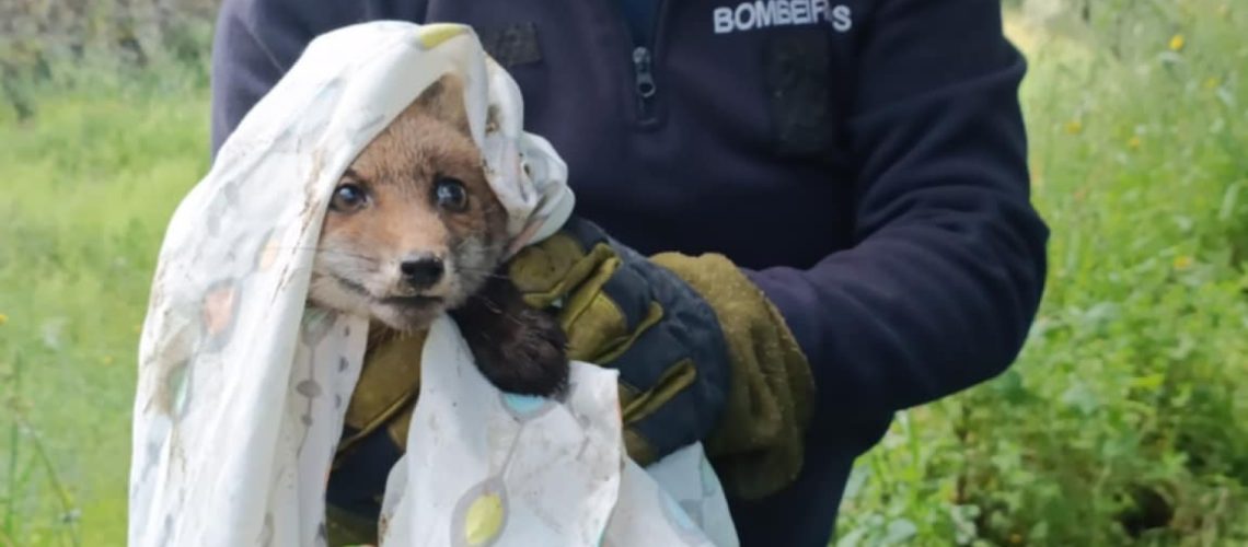 Les pompiers sauvent "avec succès" un renard coincé dans un réservoir ...